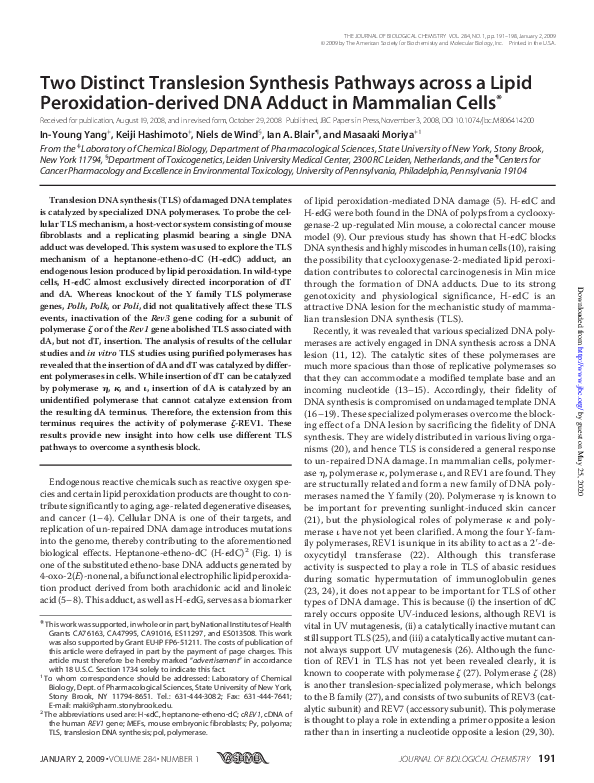 (PDF) Two Distinct Translesion Synthesis Pathways across a Lipid ...