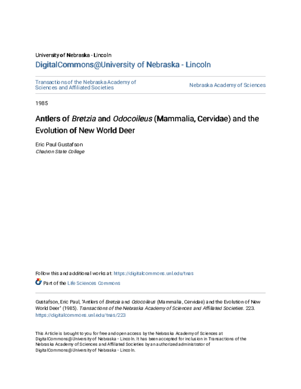(PDF) Antlers of Bretzia and Odocoileus (Mammalia, Cervidae) and the ...
