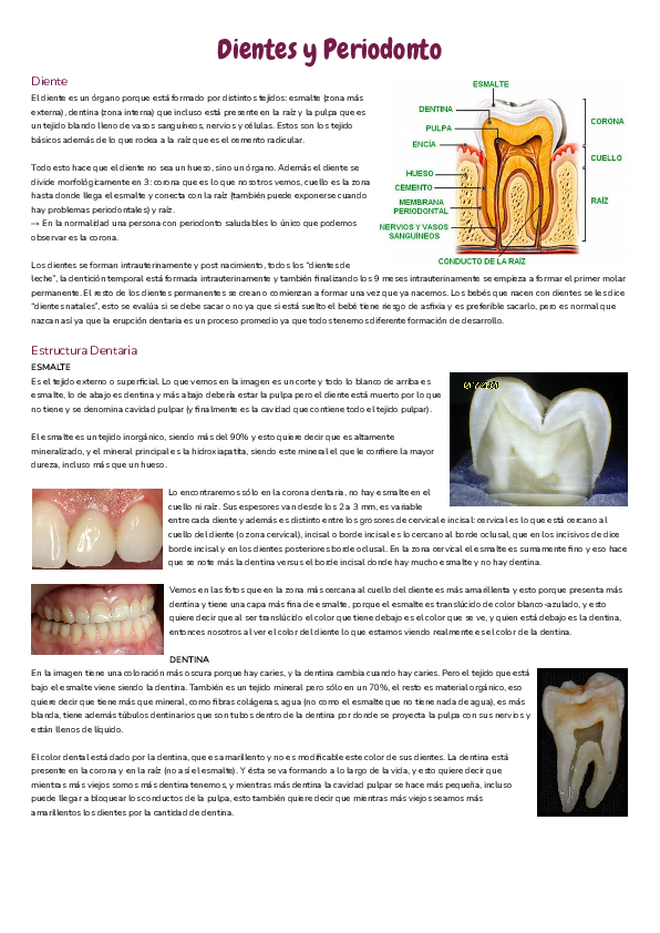 (PDF) Dientes y Periodonto