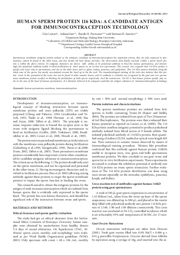 (PDF) Human sperm protein 116 kDa: a candidate antigen for ...