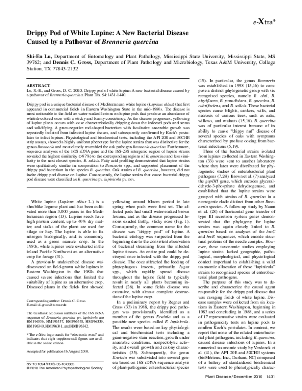(PDF) Drippy Pod of White Lupine: A New Bacterial Disease Caused by a ...