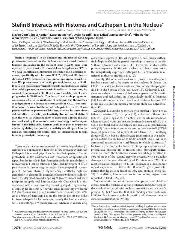 (PDF) Stefin B Interacts with Histones and Cathepsin L in the Nucleus