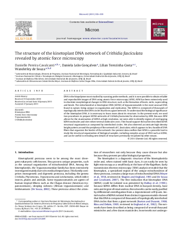 (PDF) The structure of the kinetoplast DNA network of Crithidia ...