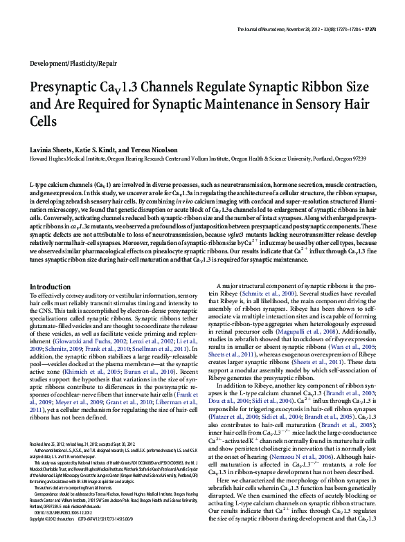 (PDF) Presynaptic CaV1.3 Channels Regulate Synaptic Ribbon Size and Are ...