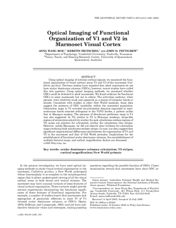 (PDF) Optical imaging of functional organization of V1 and V2 in ...