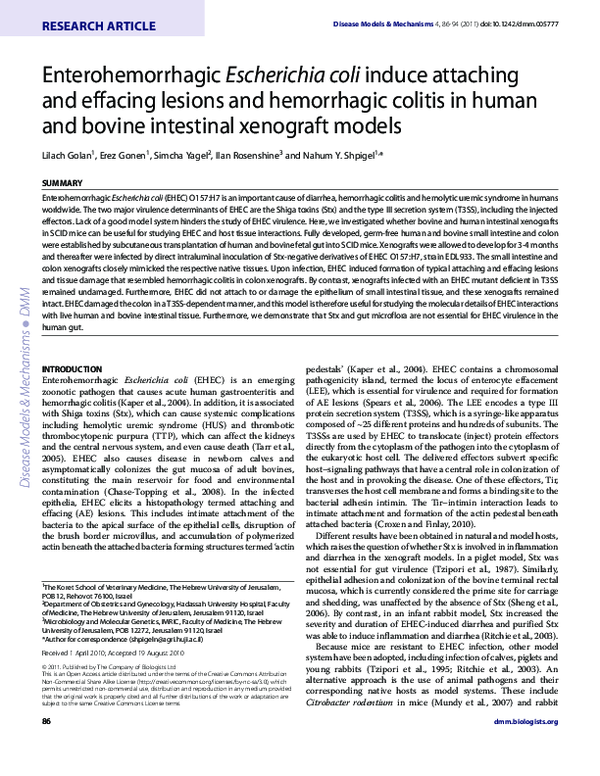 (PDF) Enterohemorrhagic Escherichia coli induce attaching and effacing ...