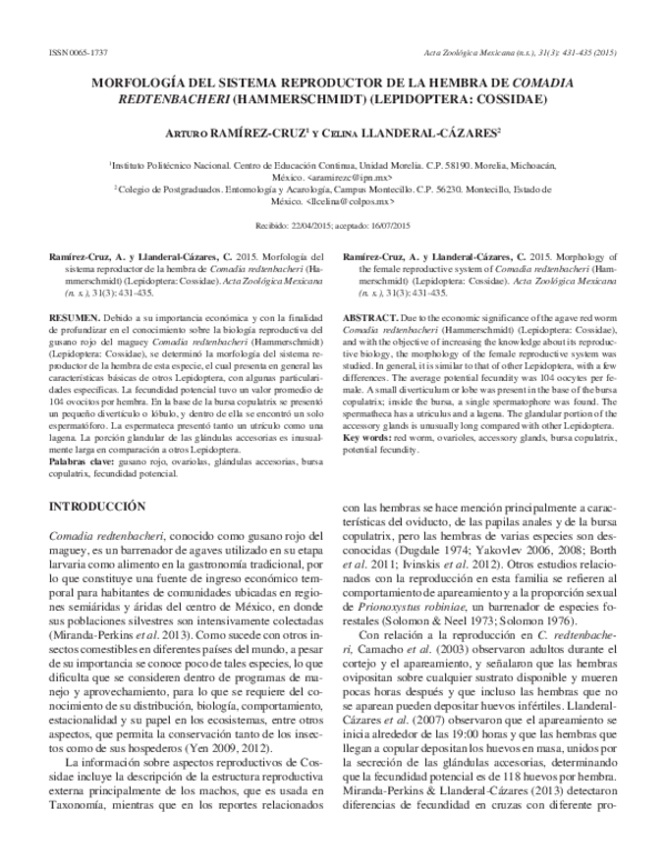 (PDF) Morfología del sistema reproductor de la hembra de Comadia ...