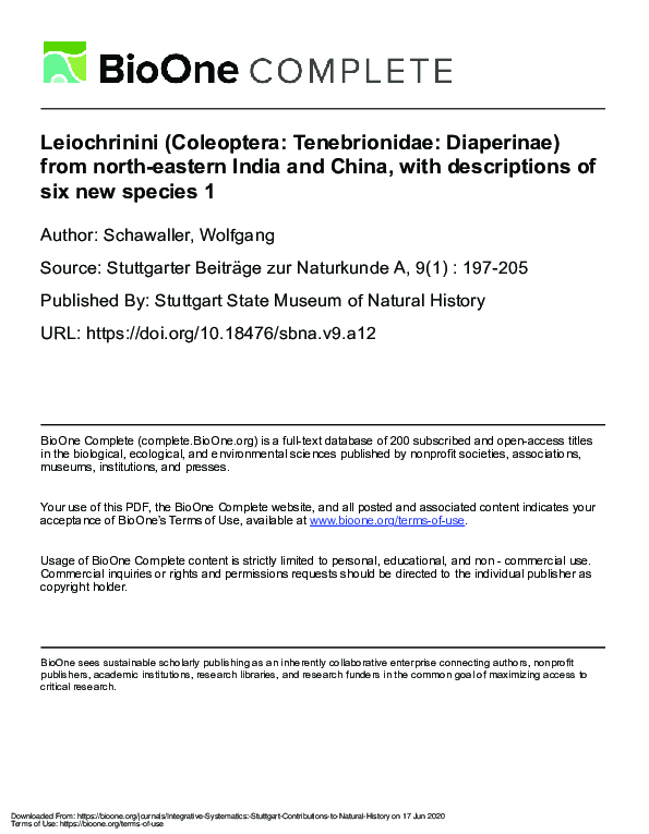 (PDF) Leiochrinini (Coleoptera: Tenebrionidae: Diaperinae) from north ...
