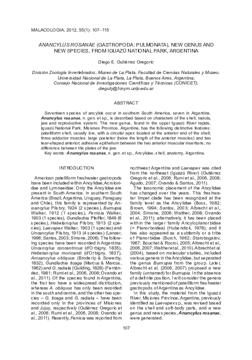 (PDF) Anancylus Rosanae(Gastropoda: Pulmonata), New Genus and New ...