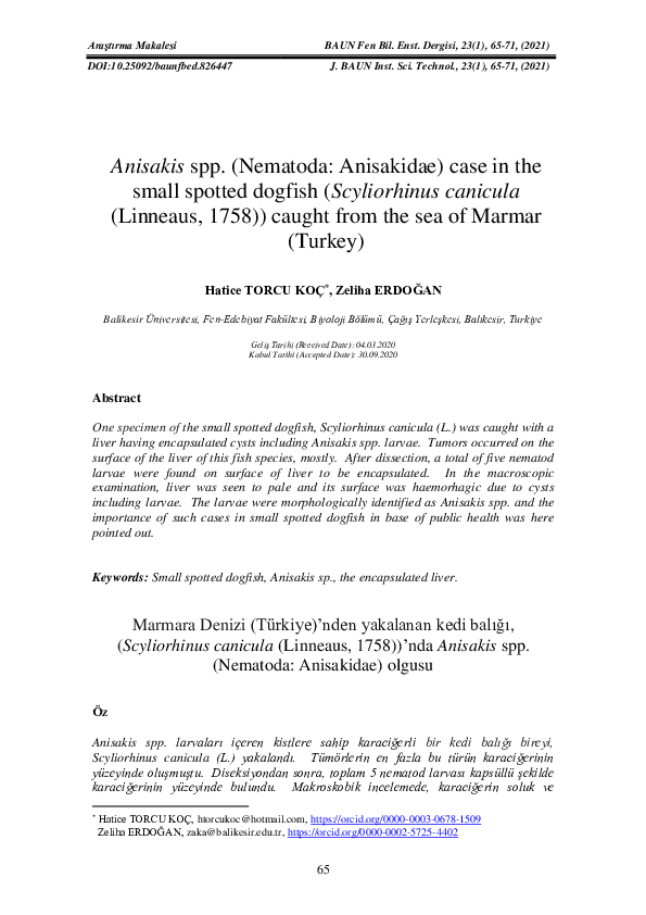 (PDF) Anisakis spp. (Nematoda: Anisakidae) case in the small spotted ...