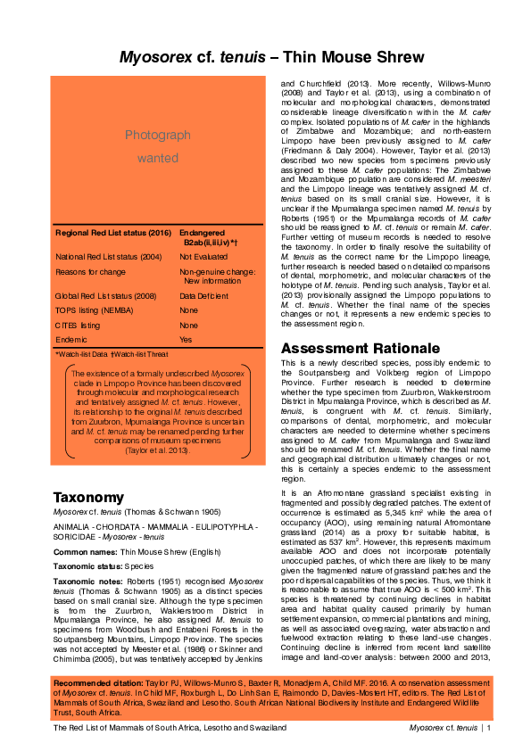 (PDF) Myosorex cf. tenuis – Thin Mouse Shrew