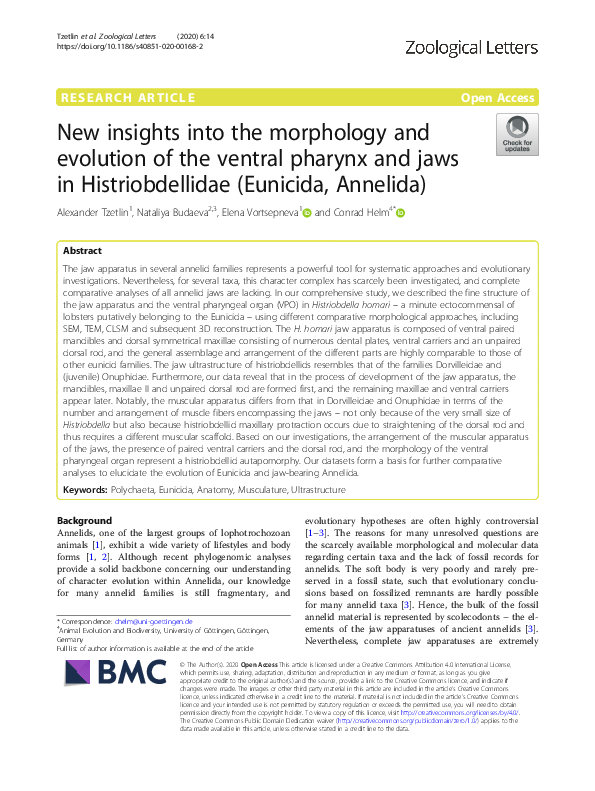 (PDF) New insights into the morphology and evolution of the ventral ...