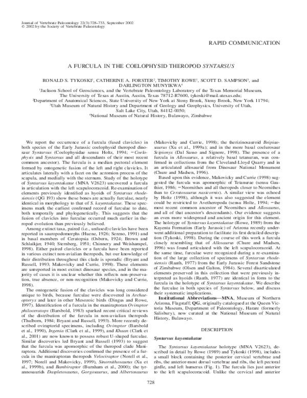 (PDF) A furcula in the Coelophysid theropod Syntarsus