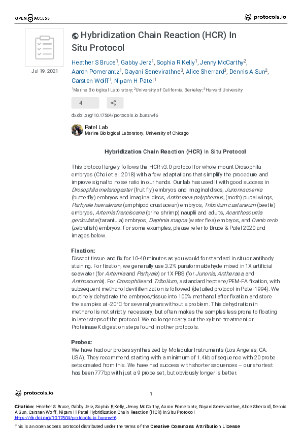 (PDF) Hybridization Chain Reaction (HCR) In Situ Protocol v1