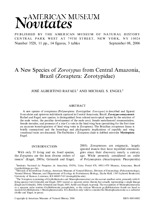 (PDF) A New Species of Zorotypus from Central Amazonia, Brazil ...
