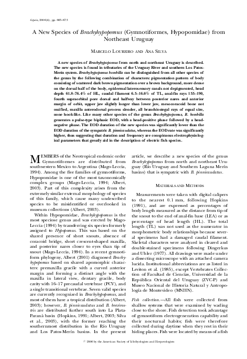 (PDF) A New Species of Brachyhypopomus (Gymnotiformes, Hypopomidae ...