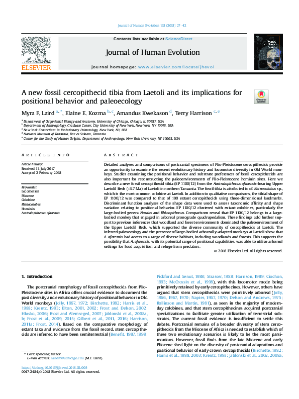 (PDF) New Laetoli Cercopithecid Tibia Insights