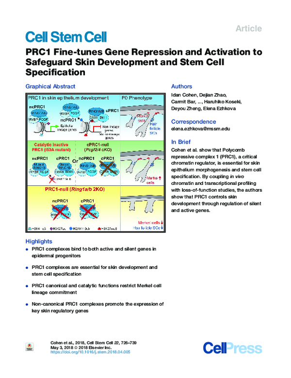 (PDF) PRC1 Fine-tunes Gene Repression and Activation to Safeguard Skin ...