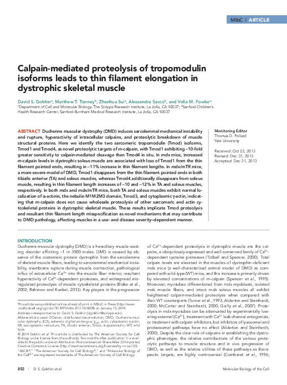 (PDF) Calpain-mediated proteolysis of tropomodulin isoforms leads to ...
