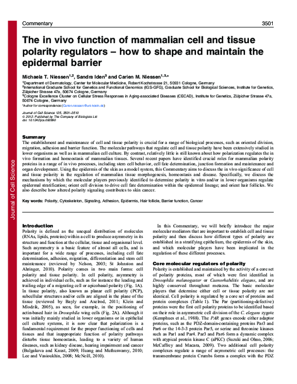 (PDF) The in vivo function of mammalian cell and tissue polarity ...