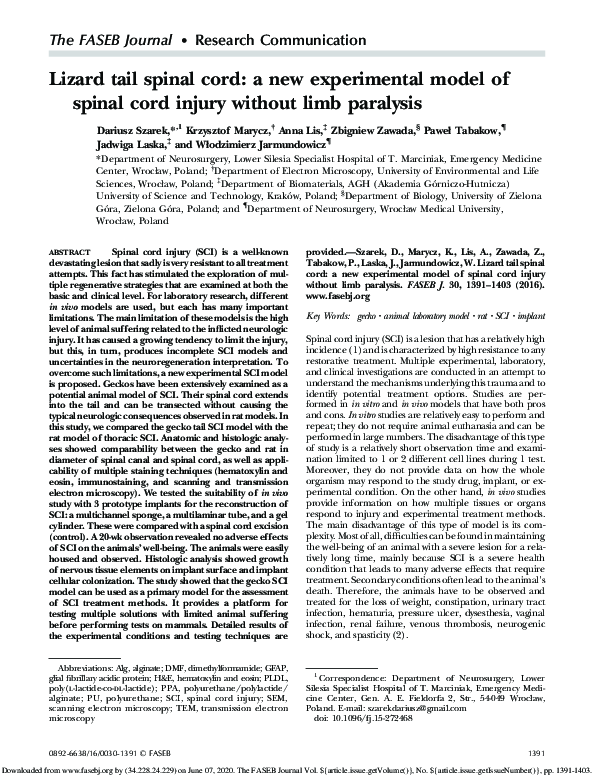 (PDF) Lizard tail spinal cord: a new experimental model of spinal cord ...