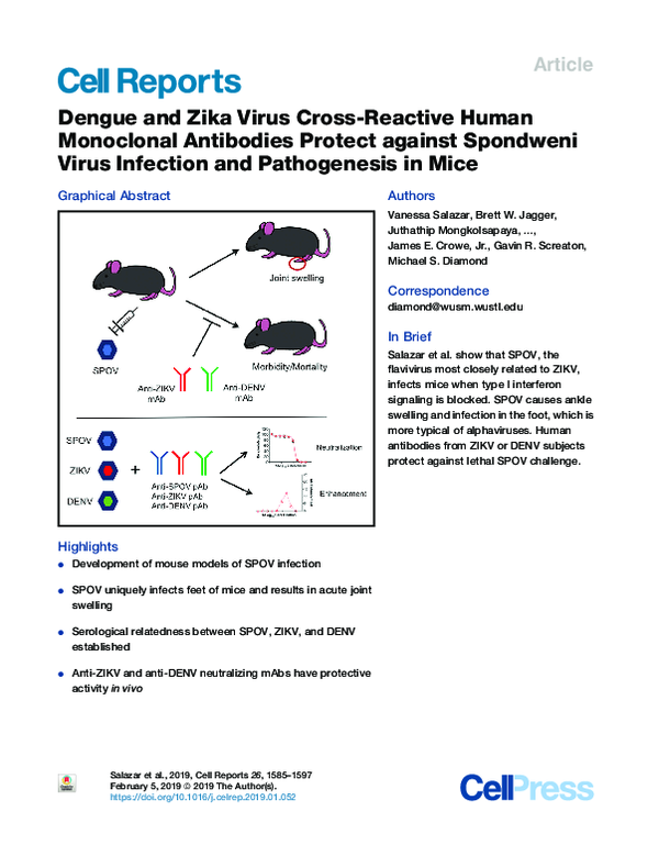 (PDF) Dengue and Zika Virus Cross-Reactive Human Monoclonal Antibodies ...
