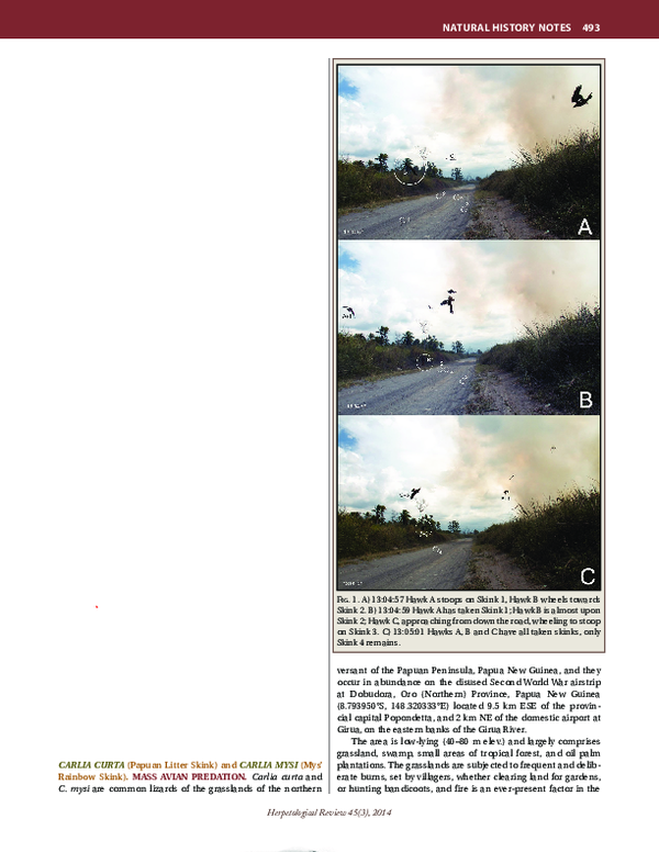 (PDF) Carlia curta (Papuan litter skink) and Carlia mysi (Mys' rainbow ...