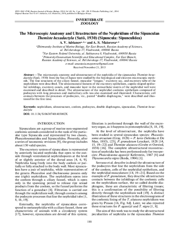 (PDF) The microscopic anatomy and ultrastructure of the nephridium of ...