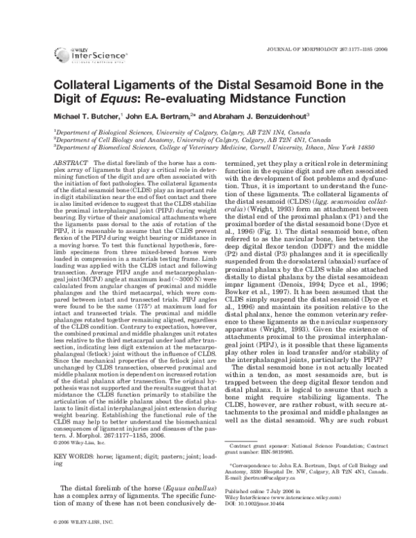(PDF) Collateral ligaments of the distal sesamoid bone in the digit ...