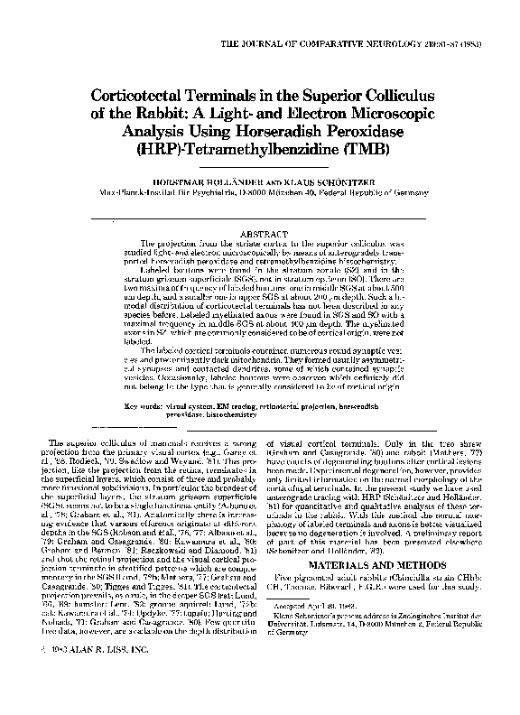 (PDF) Corticotectal terminals in the superior colliculus of the rabbit ...