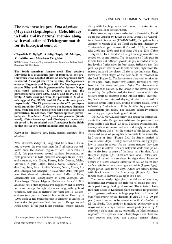 (PDF) The New Invasive Pest Tuta absoluta (Meyrick) (lepidoptera: Gelechiidae) in India and its ...