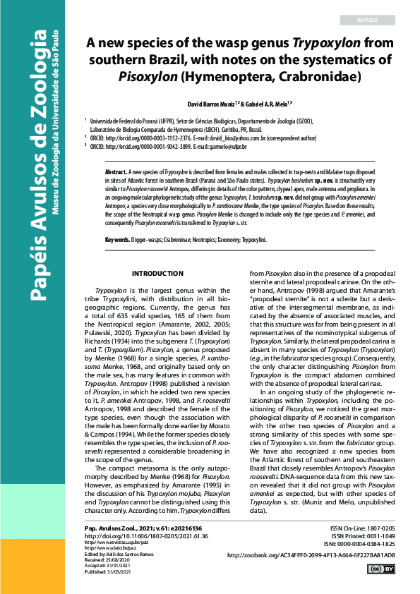 (PDF) A new species of the wasp genus Trypoxylon from southern Brazil ...