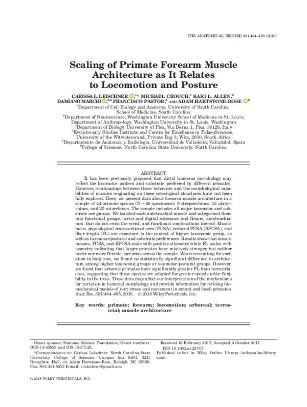(PDF) Scaling of Primate Forearm Muscle Architecture as It Relates to ...