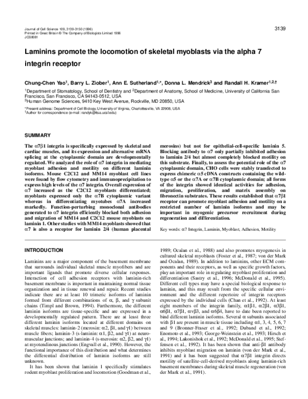Pdf Laminins Promote The Locomotion Of Skeletal Myoblasts Via The