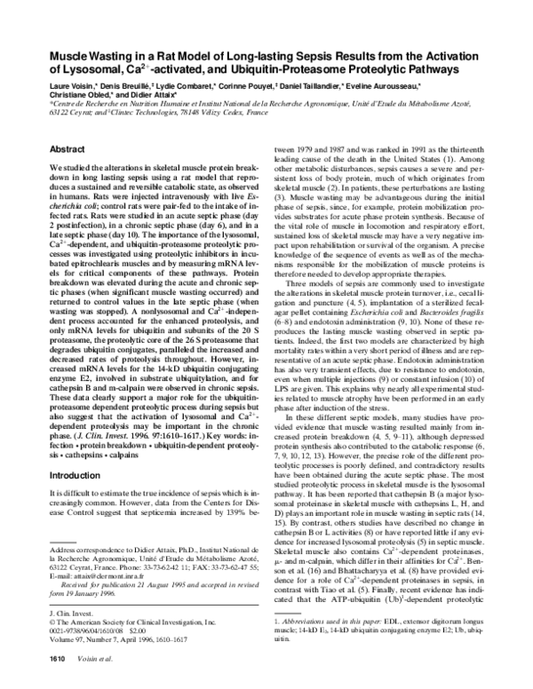 (PDF) Muscle wasting in a rat model of long-lasting sepsis results from ...