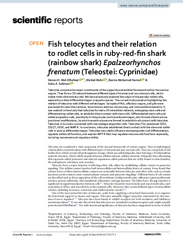 pdf-fish-telocytes-and-their-relation-to-rodlet-cells-in-ruby-red-fin-shark-rainbow-shark