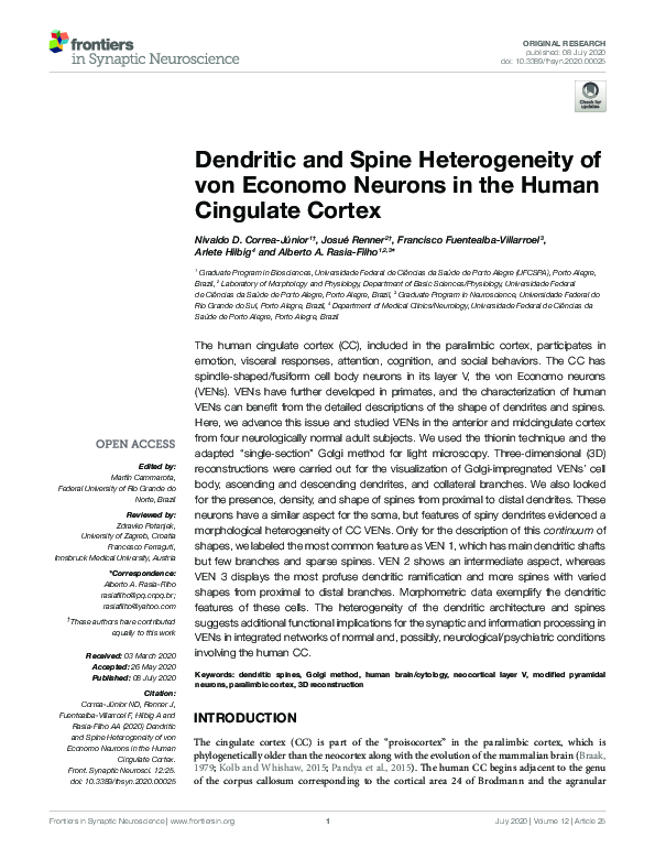 (PDF) Dendritic and Spine Heterogeneity of von Economo Neurons in the ...