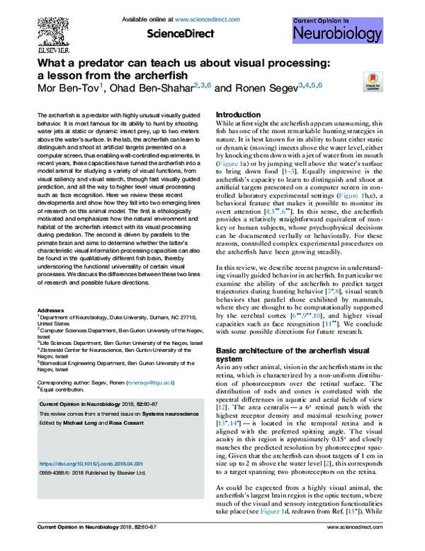 (PDF) What a predator can teach us about visual processing: a lesson ...