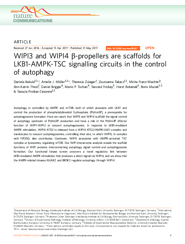 (PDF) WIPI3 and WIPI4 β-propellers are scaffolds for LKB1-AMPK-TSC ...
