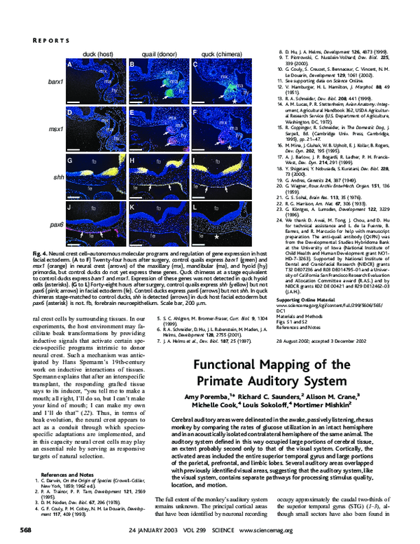 (PDF) Functional Mapping of the Primate Auditory System | Richard Saunders - Academia.edu