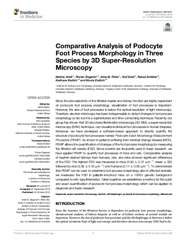 (PDF) Comparative Analysis of Podocyte Foot Process Morphology in Three ...