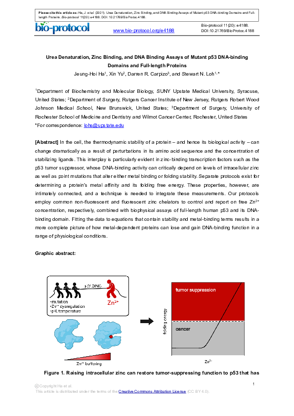 (PDF) Urea Denaturation, Zinc Binding, and DNA Binding Assays of Mutant ...