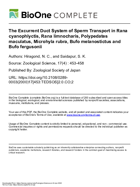 (PDF) The Excurrent Duct System of Sperm Transport in Rana ...