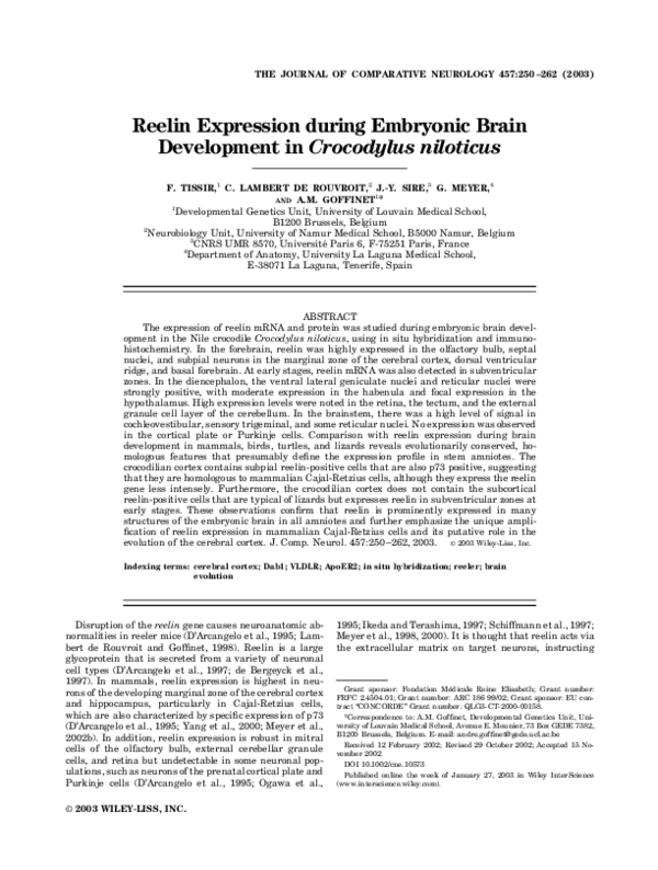 (PDF) Reelin expression during embryonic brain development inCrocodylus ...