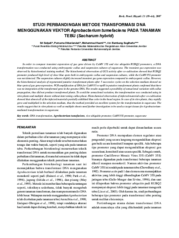 (PDF) Studi perbandingan metode transformasi DNA menggunakan vektor Agrobacterium tumefaciens ...
