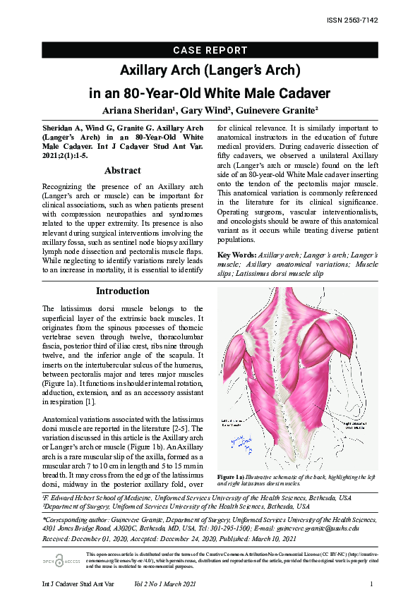 (PDF) Axillary Arch (Langer’s Arch) in an 80‐Year‐Old White Male Cadaver