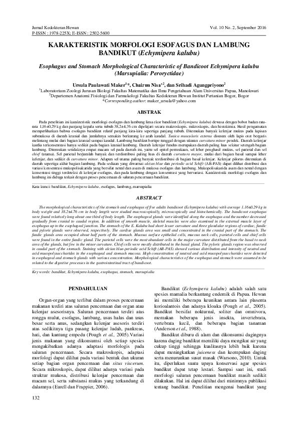(PDF) KARAKTERISTIK MORFOLOGI ESOFAGUS DAN LAMBUNG BANDIKUT (Echymipera ...
