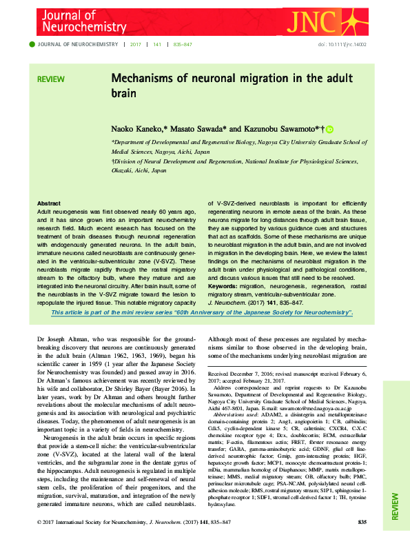 (PDF) Mechanisms of neuronal migration in the adult brain | 奈穂子 金子 ...