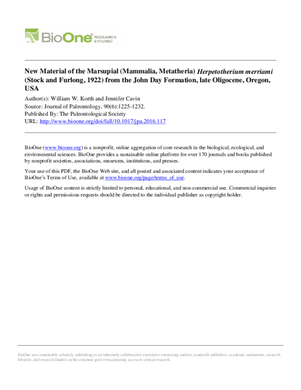 (PDF) New material of the marsupial (Mammalia, Metatheria ...