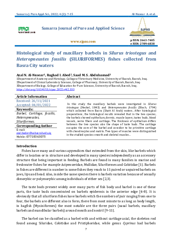 (PDF) Histological study of maxillary barbels in Silurus triostegus and ...